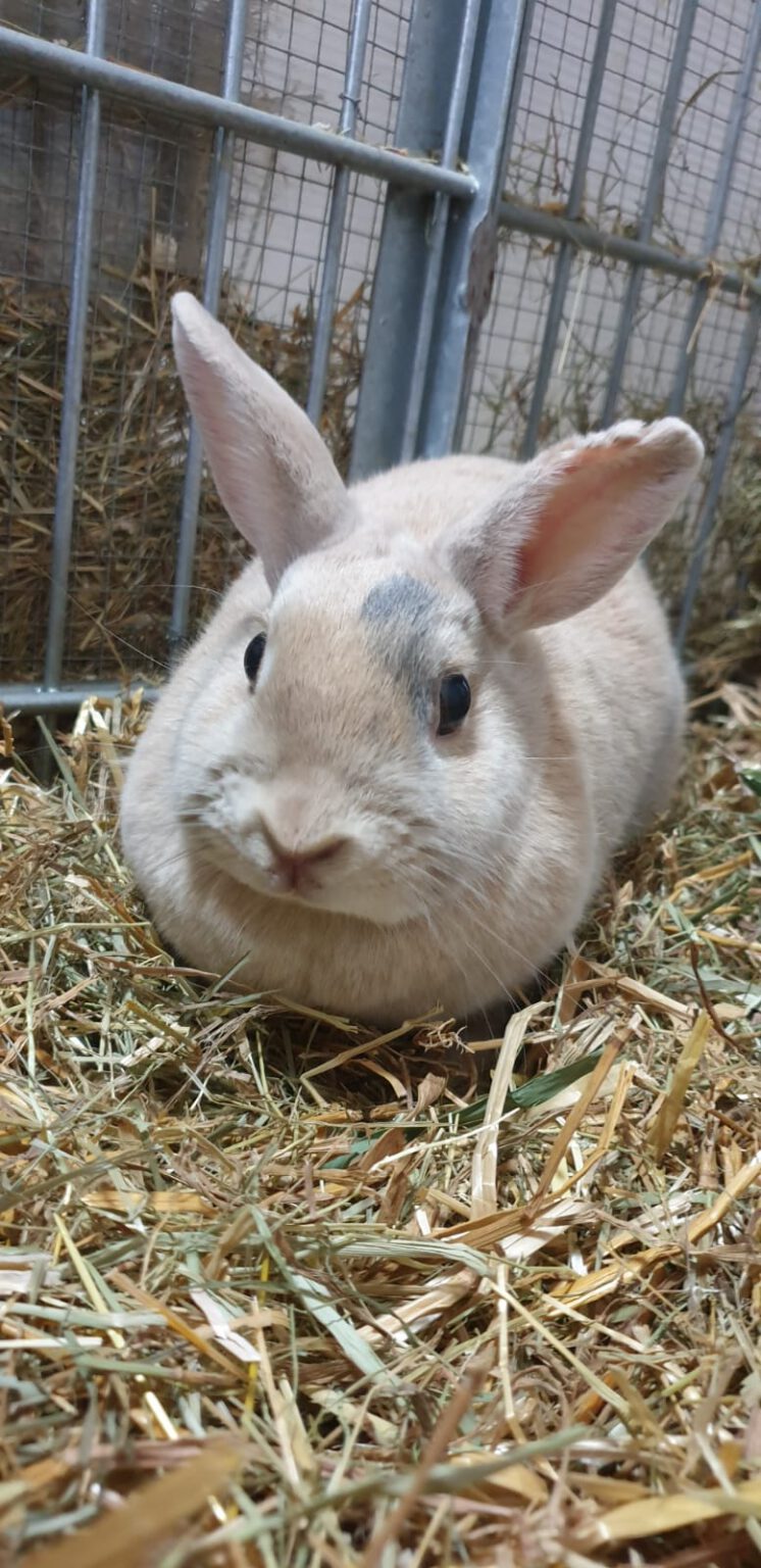 Wammi – 3123 – vertorben am 17.04.2022 – Tierheim Falkensee