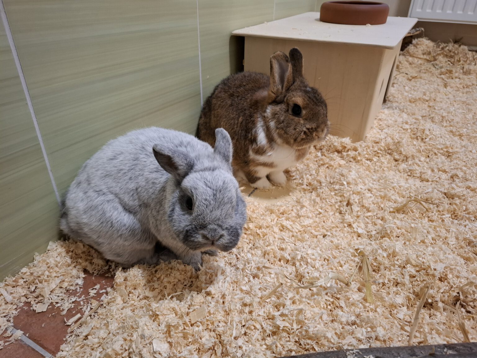 Bonny & Clyde – 3675, 3676 – vermittelt am 22.12.2024 – Tierheim Falkensee