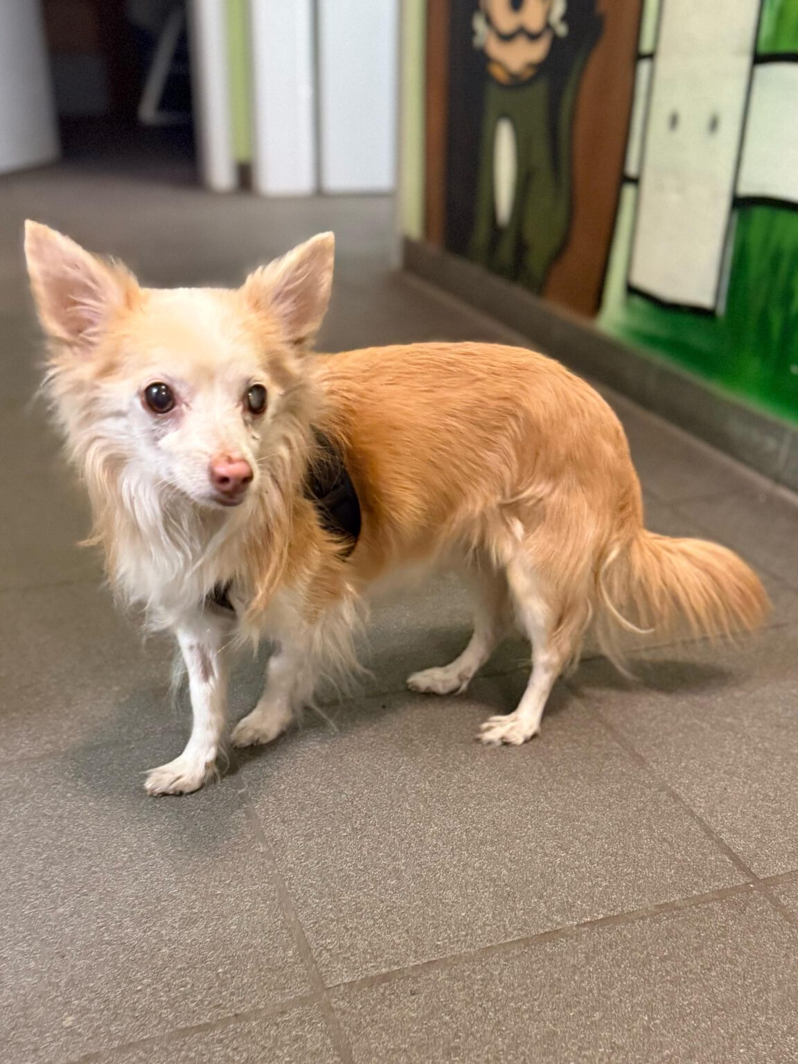 Grumpy – 615 – vermittelt am 29.06.2025 – Tierheim Falkensee